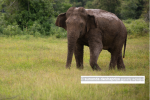 Human-elephant conflict takes record toll in Sri Lanka and no solution ...